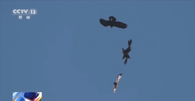 “猛禽之王”金雕扎堆在北京“过年” 上演空中抓羊精彩瞬间 - 北京事儿 - 新湖南